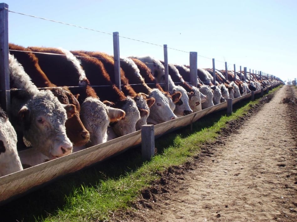 5 Pasos para construir tú mismo una cerca para ganado